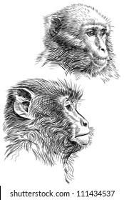 3,681 Monkey profile Images, Stock Photos & Vectors | Shutterstock