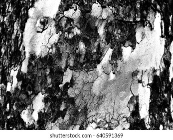 Bitmap texture wood : 338 images, photos et images vectorielles de ...