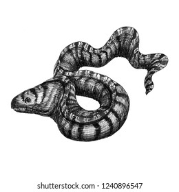 128 Eel tattoo Images, Stock Photos & Vectors | Shutterstock
