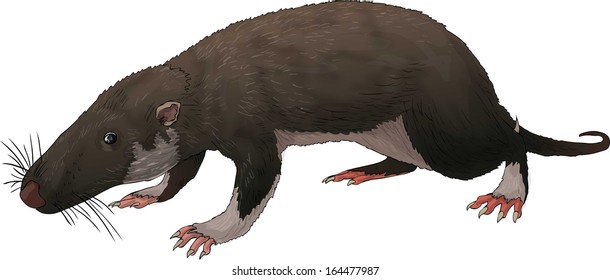 Morganucodon Images, Stock Photos & Vectors | Shutterstock
