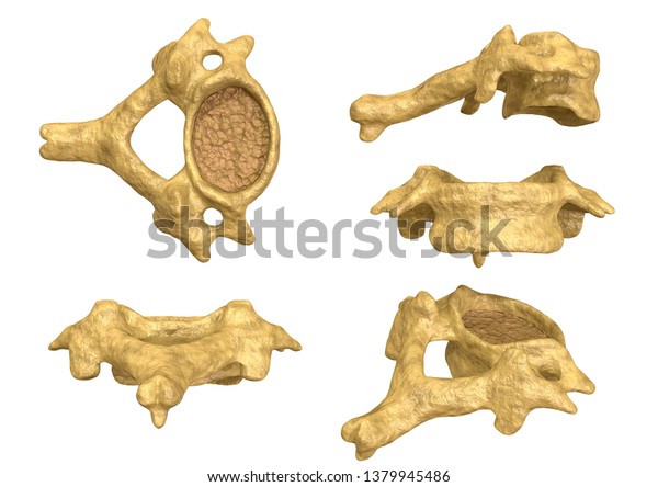 Morphology Cervical Vertebra Sixth Cervical Vertebra Stock Illustration ...