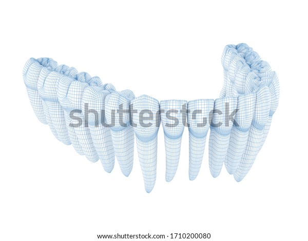Morphology Mandibular Teeth Wire 3d Model Stock-illustration 1710200080 ...