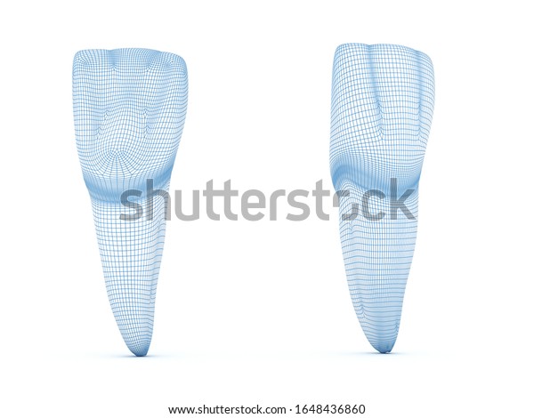 Morphology Maxillary Central Incisor Tooth Wired Stock Illustration ...