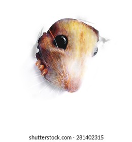 Lemming Lemmini Lemmus Realistic Drawing Illustration Stock ...
