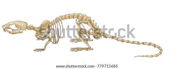 Mouse Skeleton Rat Bones Stock Illustration 779715685