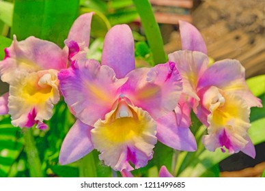 Multi Colored Orchids Stock Illustration 1211499685 | Shutterstock