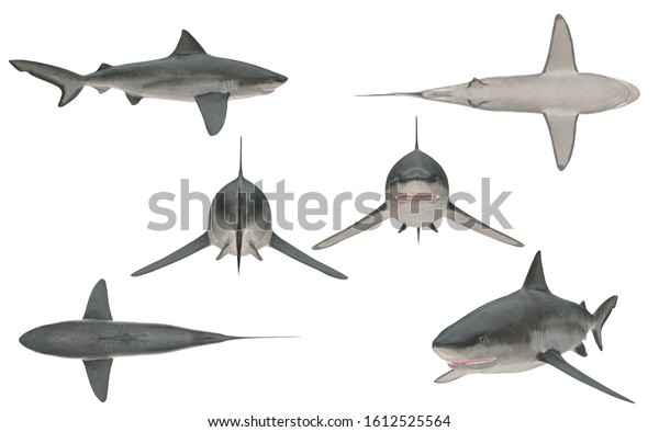 Multiple Angle Views Bull Shark 6 Stock Illustration 1612525564 ...