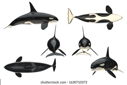 402 3d orca Images, Stock Photos & Vectors | Shutterstock