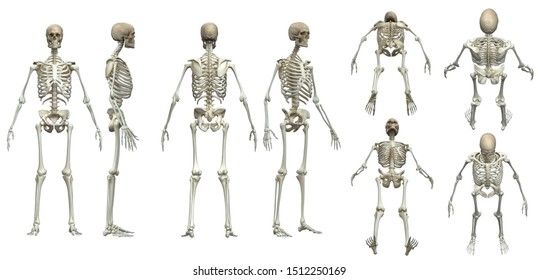 Multiple Poses Skeleton White Background Isolated Stock Illustration ...