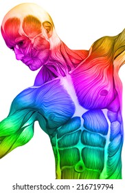 54,714 Human muscular anatomy Images, Stock Photos & Vectors | Shutterstock