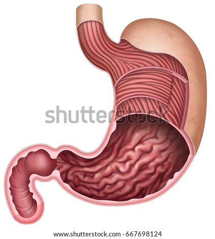 Muscle Section Stomach Wall Stock Illustration 667698124 - Shutterstock