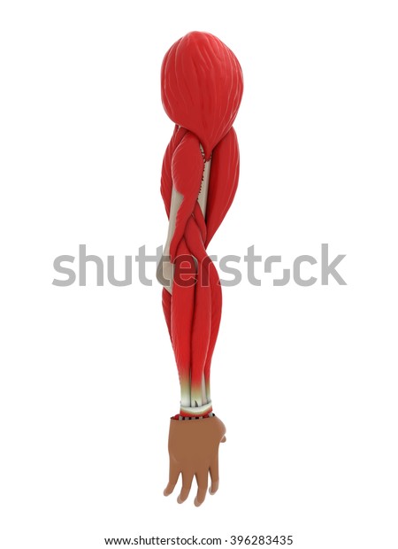 Muscle Structure Human Hand Hand Muscles Stock Illustration 396283435 ...