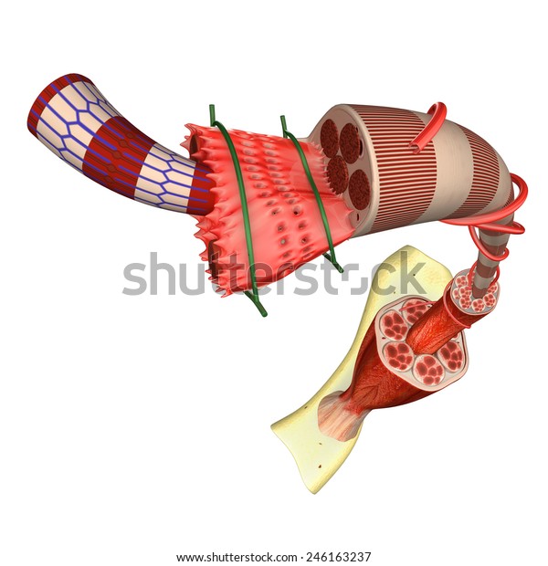 Muscle Tissue Stock Illustration 246163237