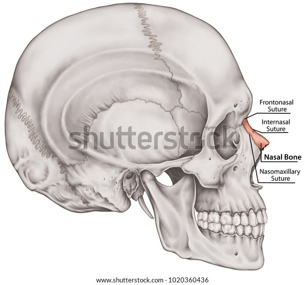 The nasal bone of the cranium, the bones of the head, skull. The ...