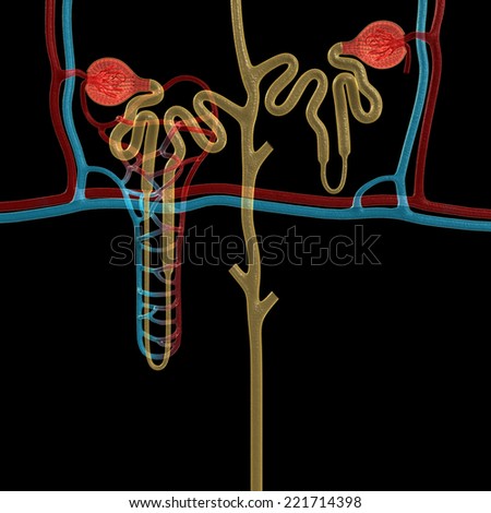 Nephron Stock Illustration 221714398 - Shutterstock