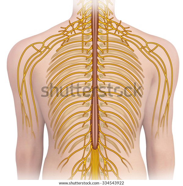 Nerve Branch Spine 库存插图 334543922 | Shutterstock