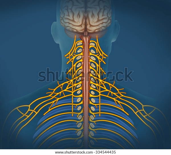Nerve Branch Spine Stock Illustration 334544435 | Shutterstock