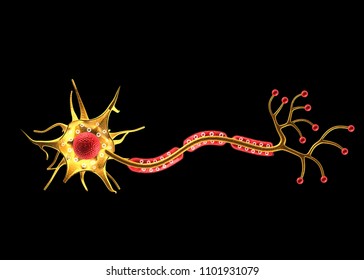 Nerve Cell 3d Render Stock Illustration 1101931079