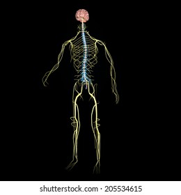 3,961 Nervous system transparent Images, Stock Photos & Vectors ...
