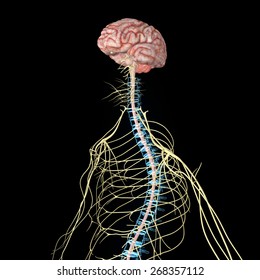 Human Brain Nervous System Bright Red: ภาพประกอบสต็อก 652329508 ...