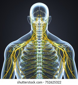 Nervous System Lymph Nodes 3d Illustration 스톡 일러스트 752625349 | Shutterstock