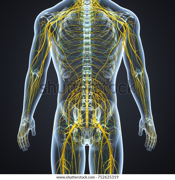 Nervous System Lymph Nodes 3d Illustration Stock Illustration 752625319 ...