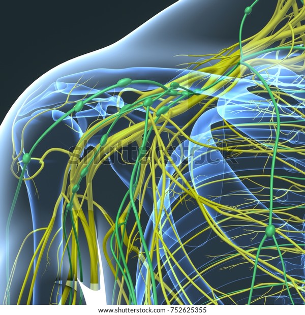 Nervous System Lymph Nodes 3d Illustration Stock Illustration 752625355