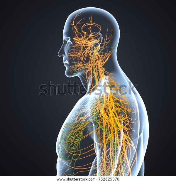 「Nervous System Lymph Nodes 3d Illustration」のイラスト素材 752625370 ...