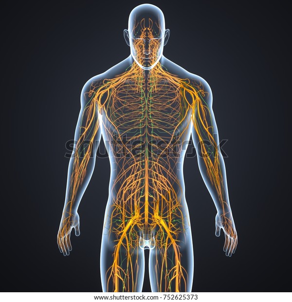 Nervous System Lymph Nodes 3d Illustration Stock Illustration 752625373 ...