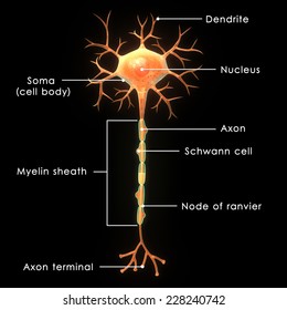 Interneuron Multipolar Neuron Anatomy Structure Parts: стоковая ...