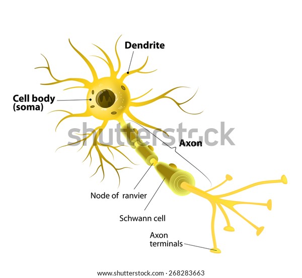 Neuron Synapse Labeled Diagram Stock Illustration 268283663 | Shutterstock
