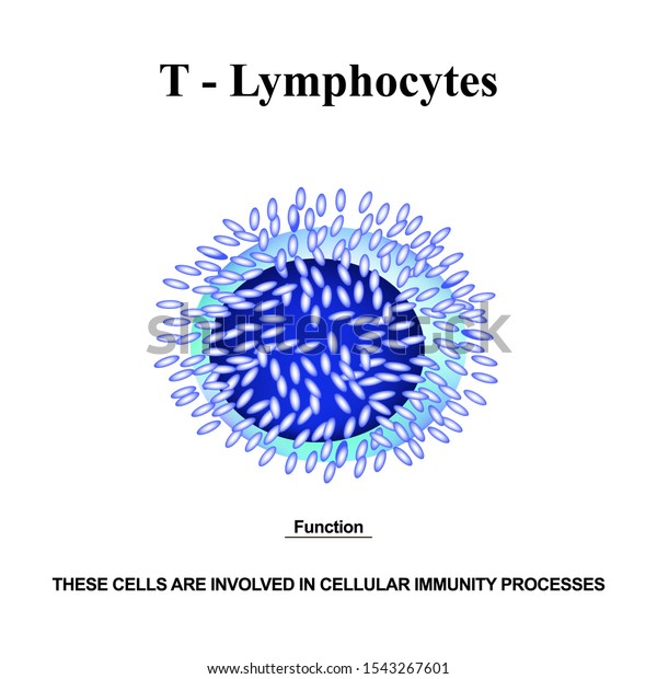 Nk Lymphocytes Structure Functions Nk Lymphocytes Stock Illustration ...