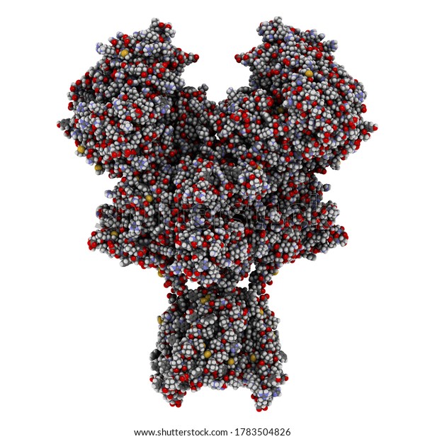 Nmda Receptor Ionotropic Glutamate Receptor Structure Stock ...