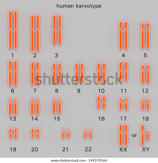 Normal Human Karyotype Which Diploid Pairing Stock Illustration 149370566