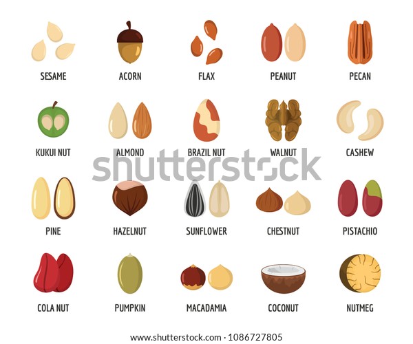 Nut Types Ith Signed Names Icons Stock Illustration 1086727805 ...