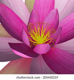 59 Nymphaea alba flower Stock Illustrations, Images & Vectors ...