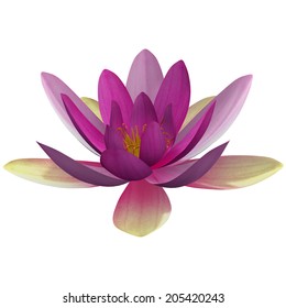 59 Nymphaea alba flower Stock Illustrations, Images & Vectors ...