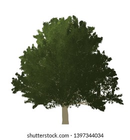 Oak Tree 2d Rendering Graphic Picture Stock Illustration 1399764044 ...