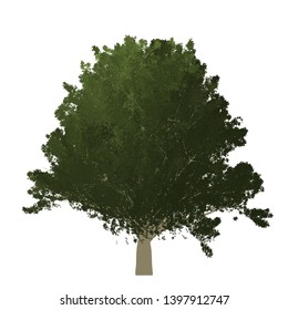 Oak Tree 2d Rendering Graphic Picture Stock Illustration 1399764044 ...