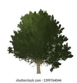 Oak Tree 2d Rendering Graphic Picture Stock Illustration 1399764044 ...