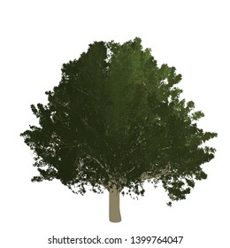 Oak Tree 2d Rendering Graphic Picture Stock Illustration 1399764044 ...