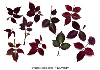 568 Roughage flower Images, Stock Photos & Vectors | Shutterstock