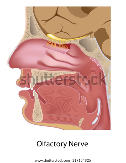 Olfactory Nerve Stock Illustration 119134825
