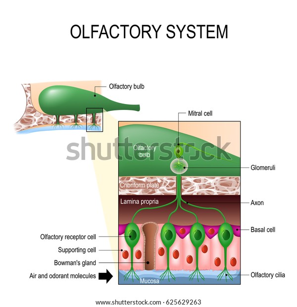 Olfactory System Inside Human Head Sense 库存插图 625629263