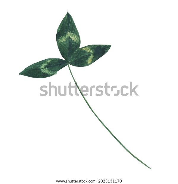 One Clover Leaf Isolated On White Stock Illustration 2023131170 ...