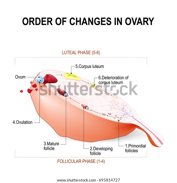 Order Changes Ovary Developing Follicle Ovulation Stock Illustration ...