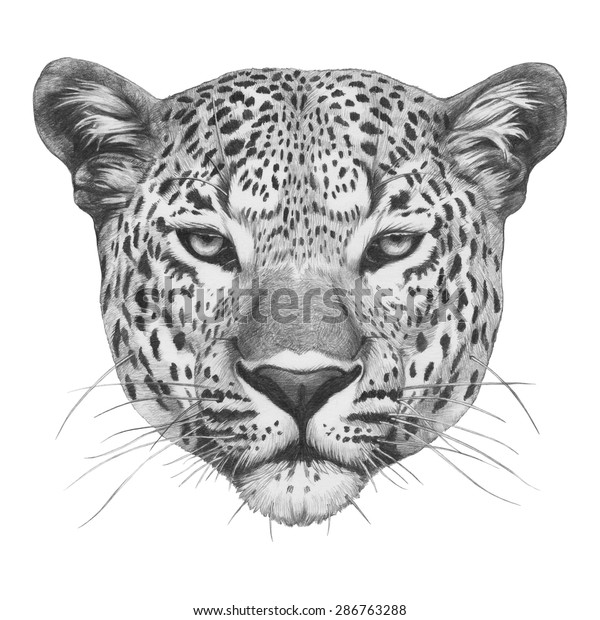 Original Drawing Leopard Isolated On White 库存插图 286763288 | Shutterstock