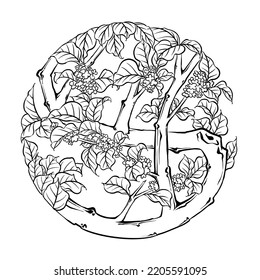 Osmanthus Tree Illustration Circular Pattern Design Stock Illustration ...