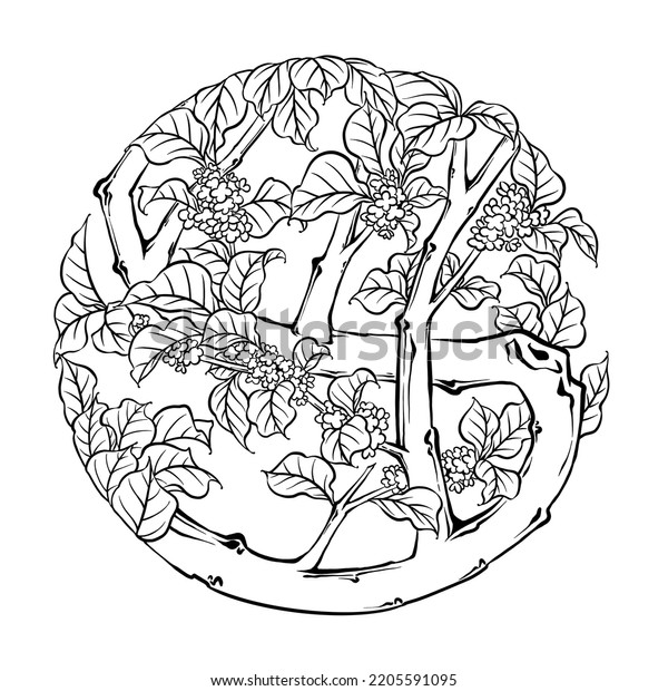 Osmanthus Tree Illustration Circular Pattern Design Stock Illustration ...