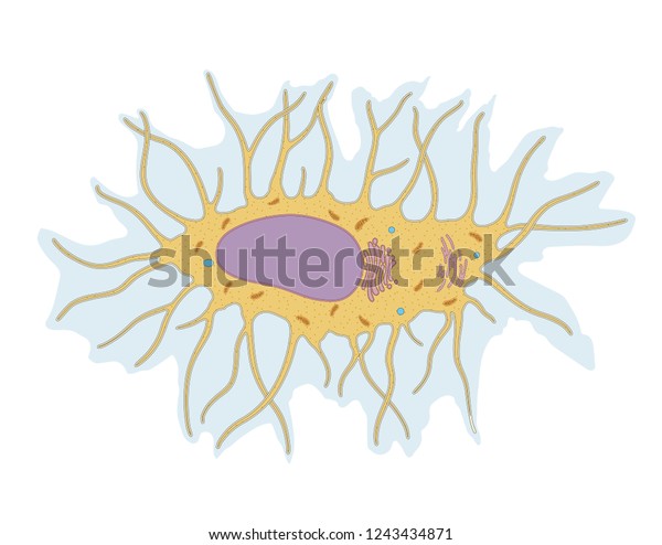 Osteocyte Structure Bone Cell Diagram Stock Illustration 1243434871